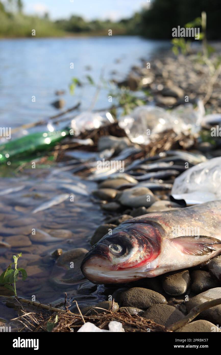 Dead fish among trash near river. Environmental pollution concept Stock ...