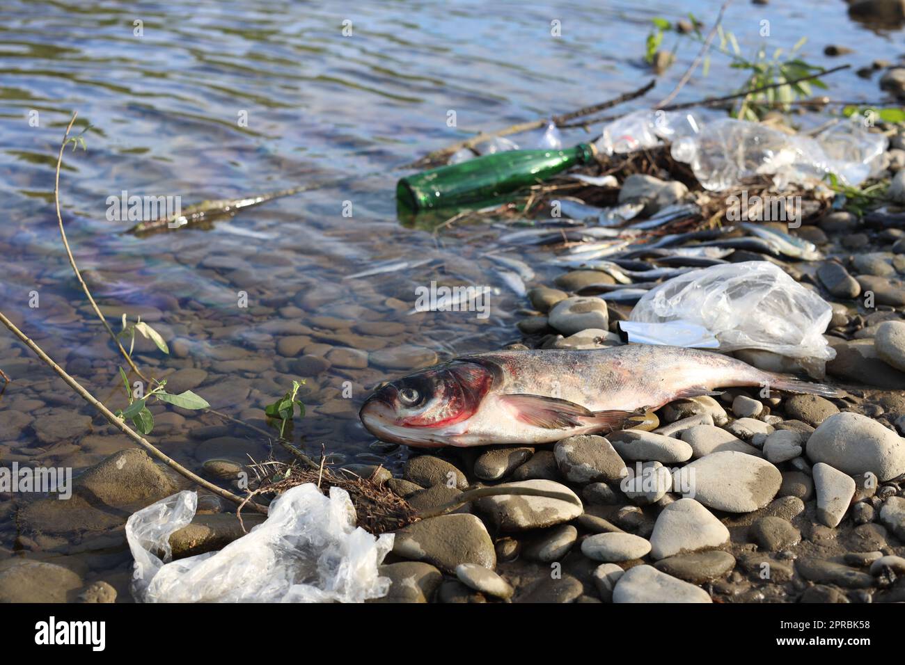 Dead fish among trash near river. Environmental pollution concept Stock ...