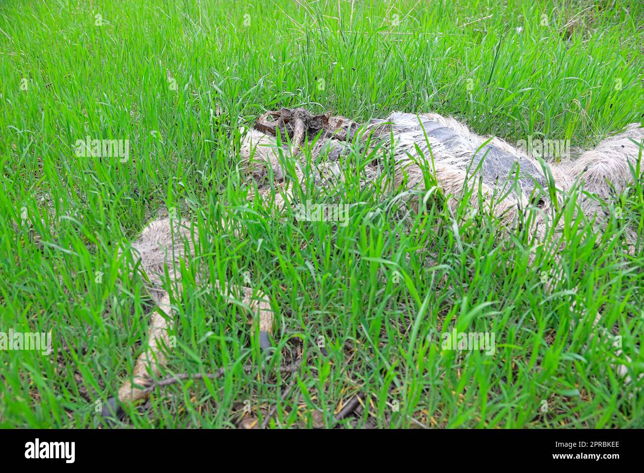 Close-up of a dead deer. The remains of a dead deer in the spring grass ...