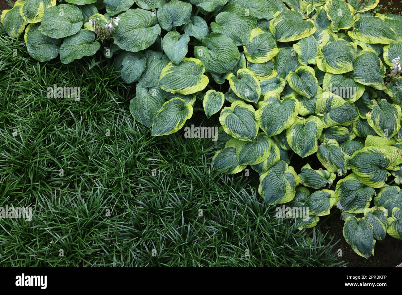 Beautiful hostas and green grass outdoors, top view Stock Photo - Alamy