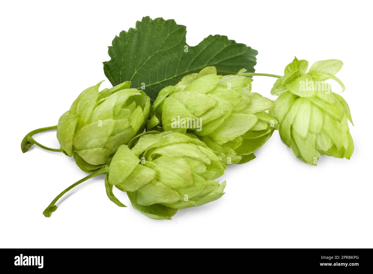 Fresh hop flowers with leaf on white background Stock Photo - Alamy