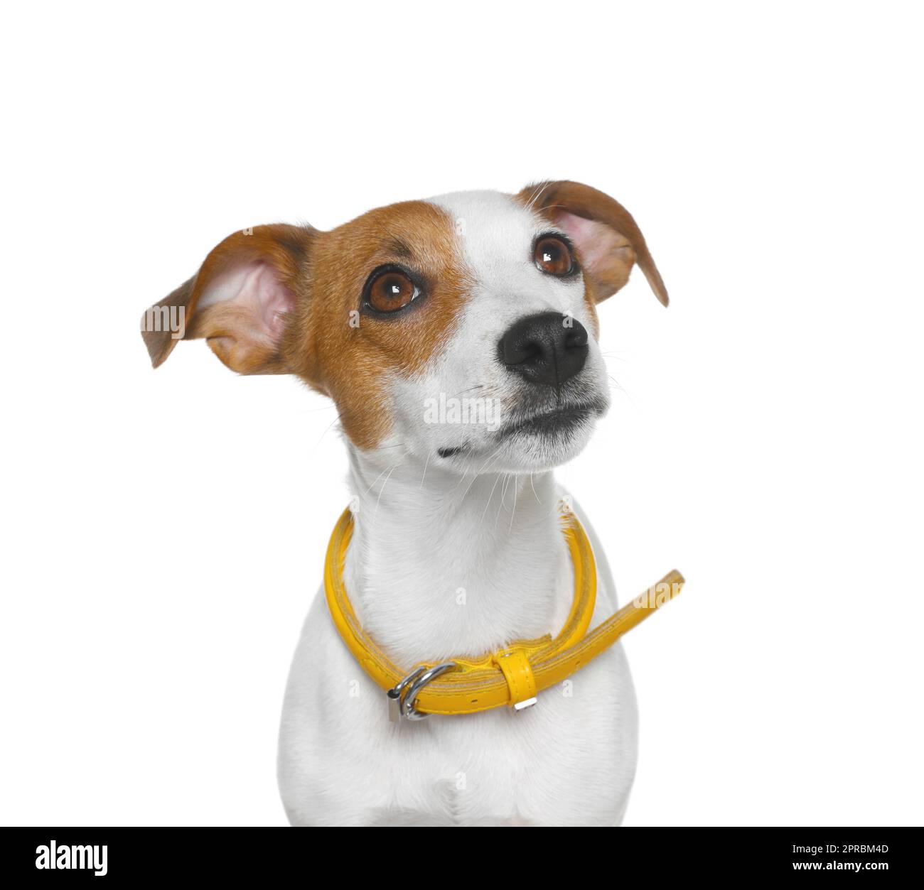 Adorable Jack Russell terrier with collar on white background Stock ...