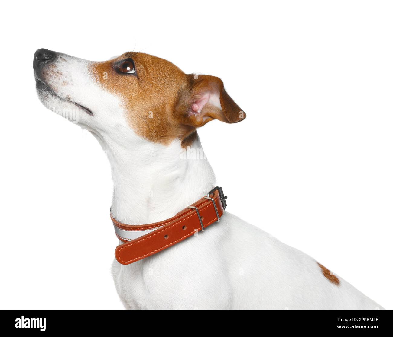 Adorable Jack Russell terrier with collar on white background Stock ...