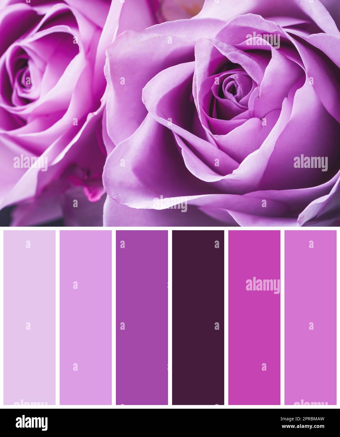 Color palette appropriate to photo of beautiful blooming roses, closeup ...