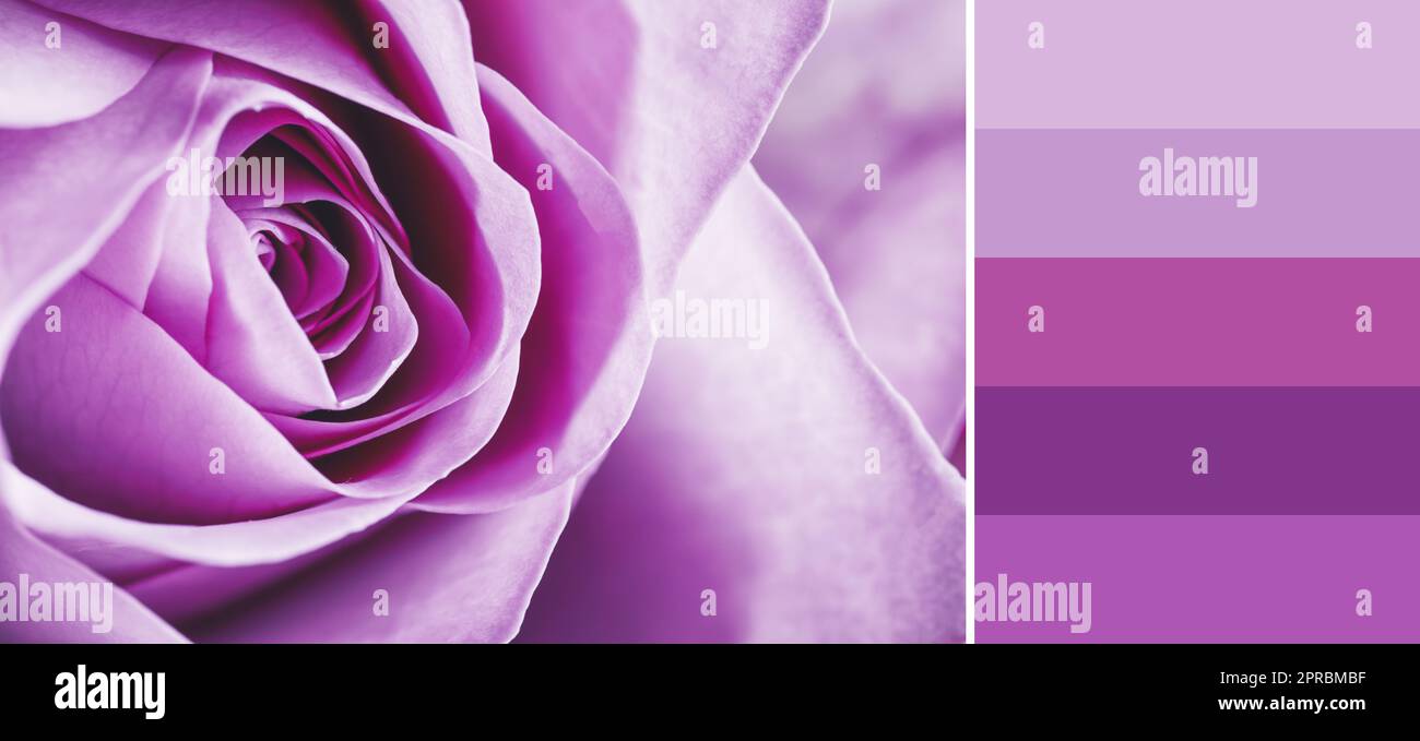 Color palette appropriate to photo of beautiful blooming rose, closeup ...