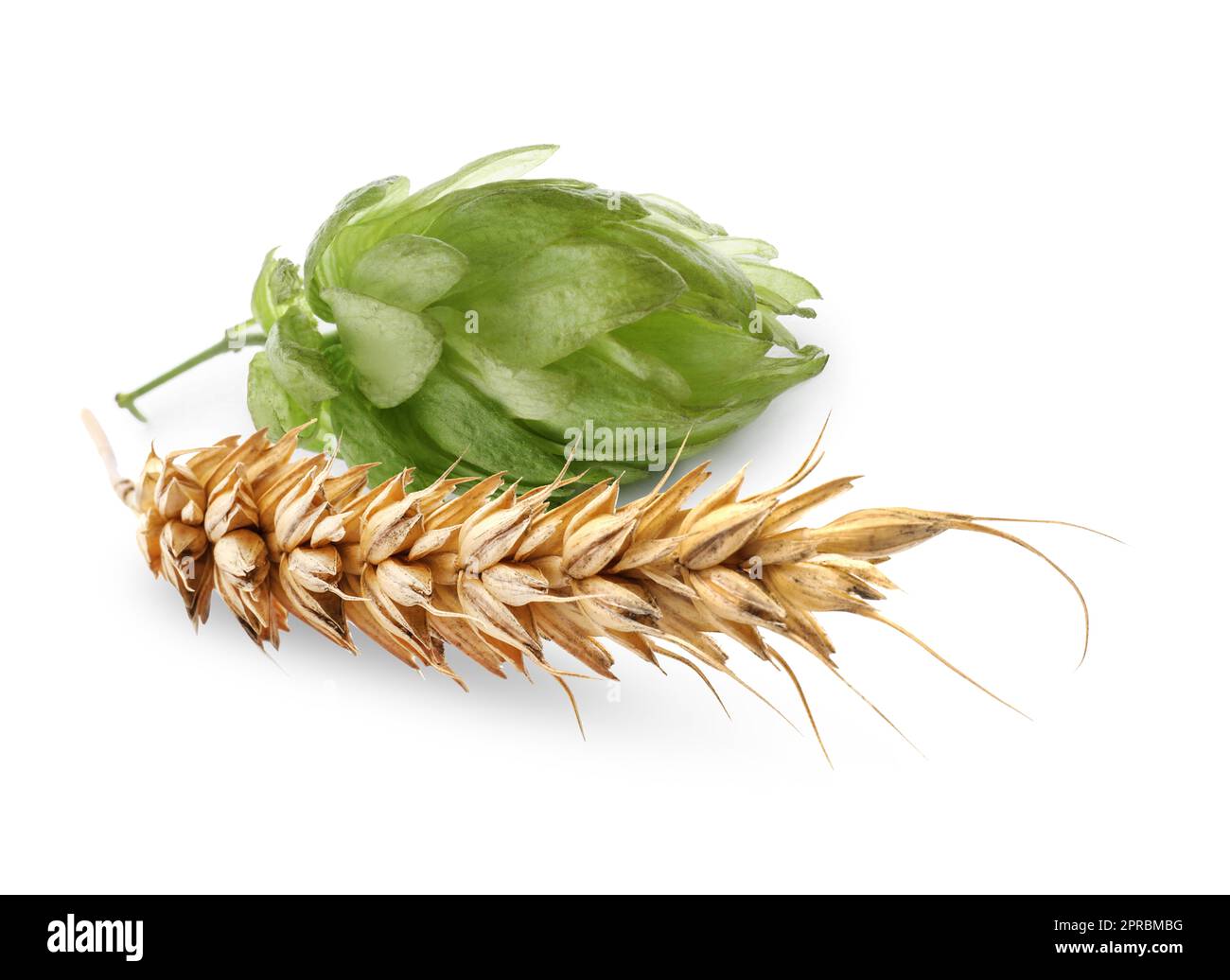 Hop ear hi-res stock photography and images - Alamy