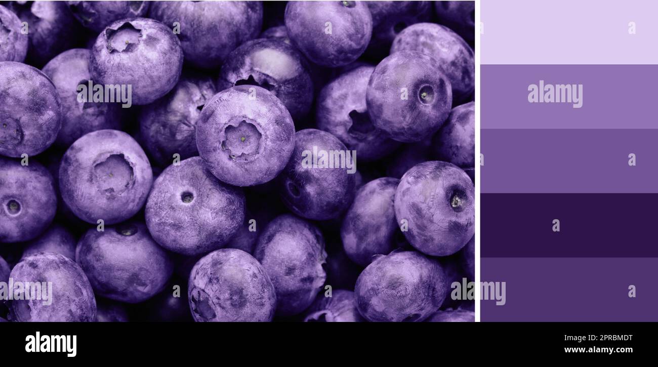 Color palette appropriate to photo of tasty fresh ripe blueberries as ...