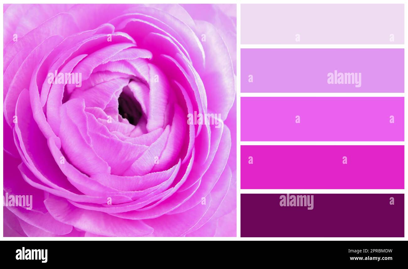 Color palette appropriate to photo of beautiful ranunculus flower ...