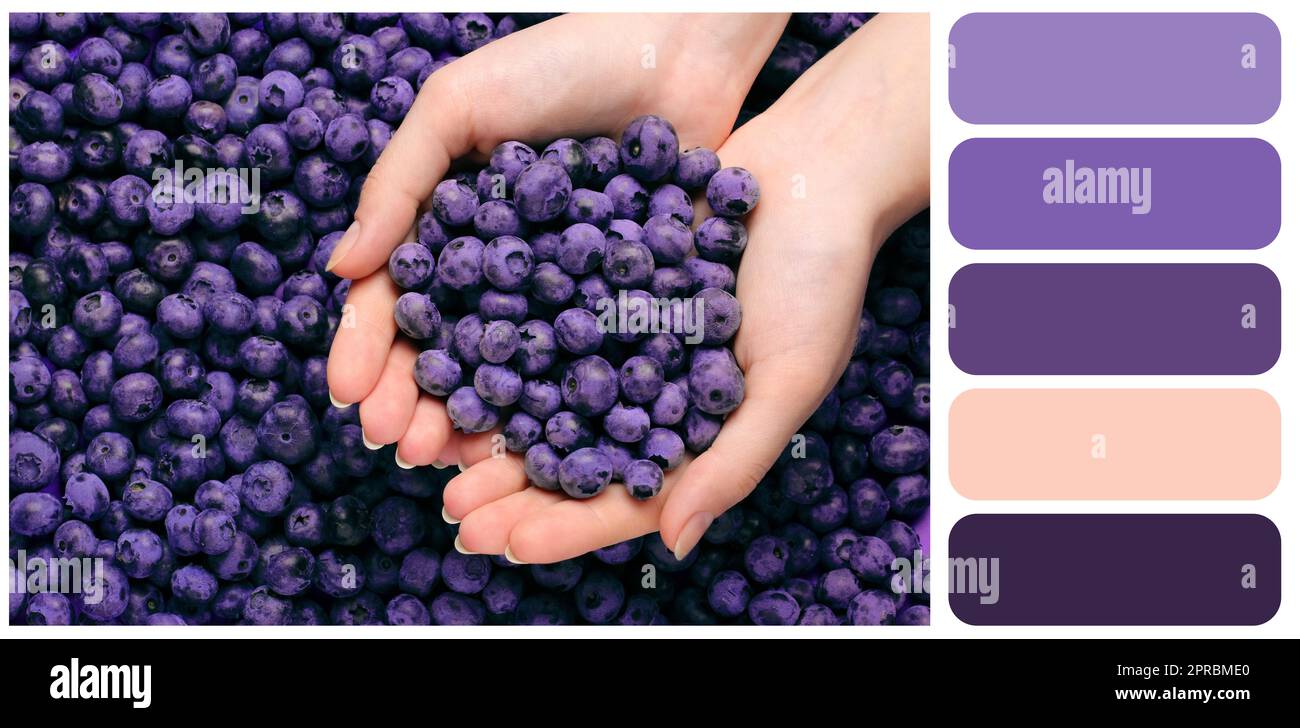 Color palette appropriate to photo of woman holding fresh blueberries ...