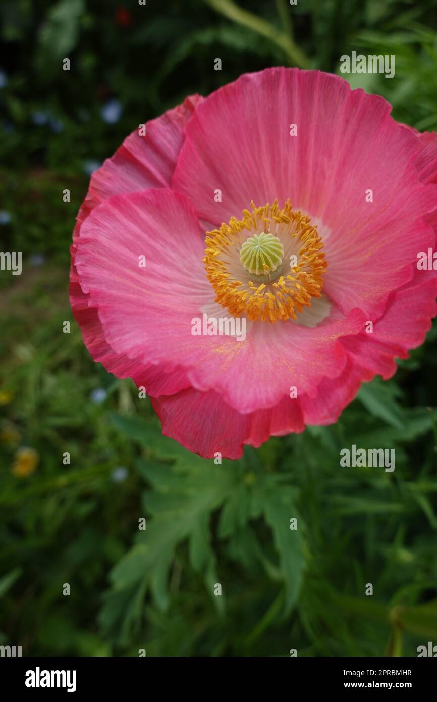 Pink poppies ( papaver orientale ) growing in a California back yard ...