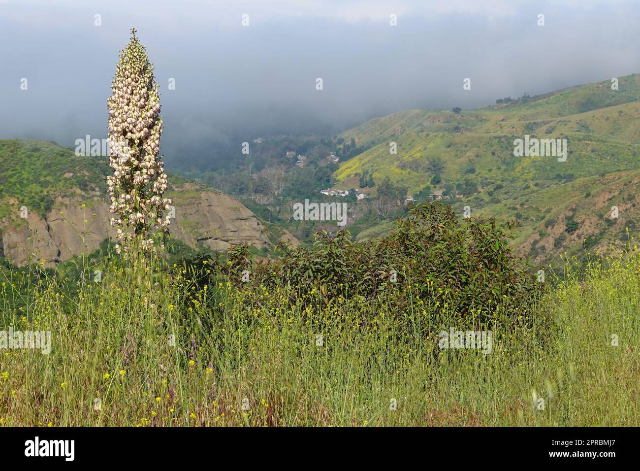 Whipplei hi-res stock photography and images - Alamy