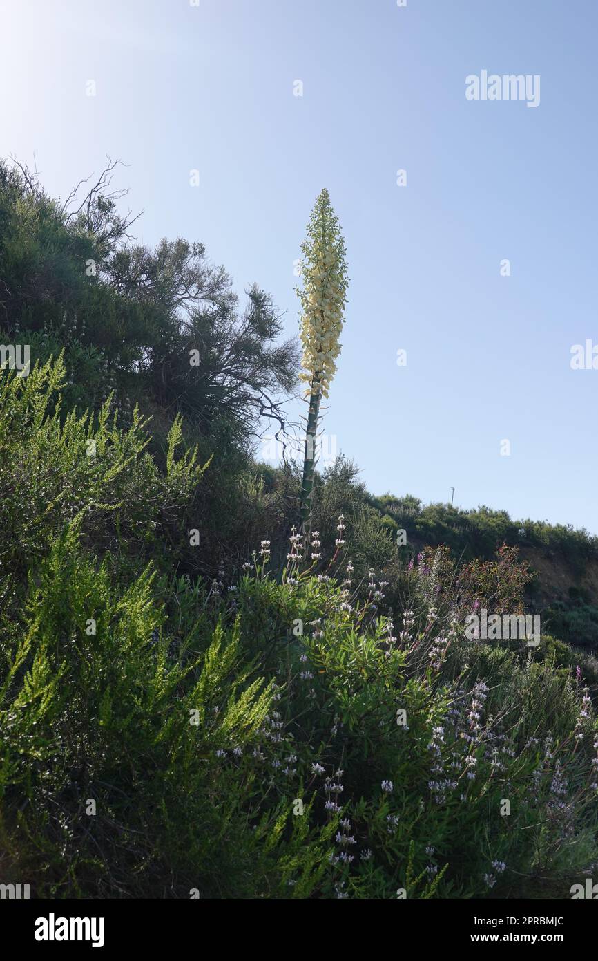 Whipplei hi-res stock photography and images - Alamy