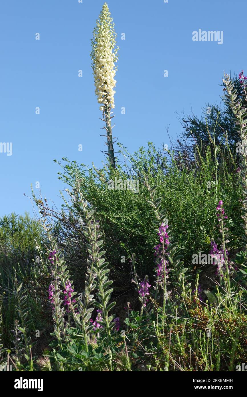 Whipplei hi-res stock photography and images - Alamy