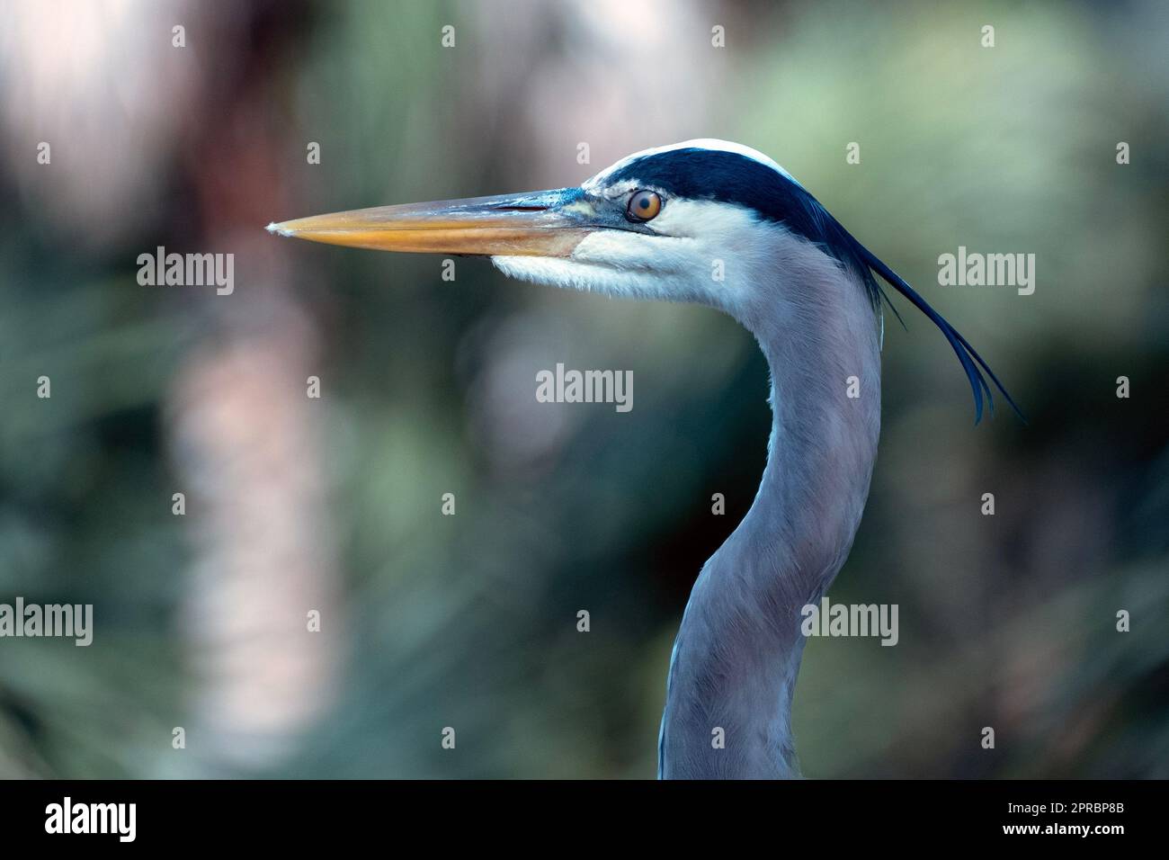 Great blue heron portrait of head Stock Photo - Alamy