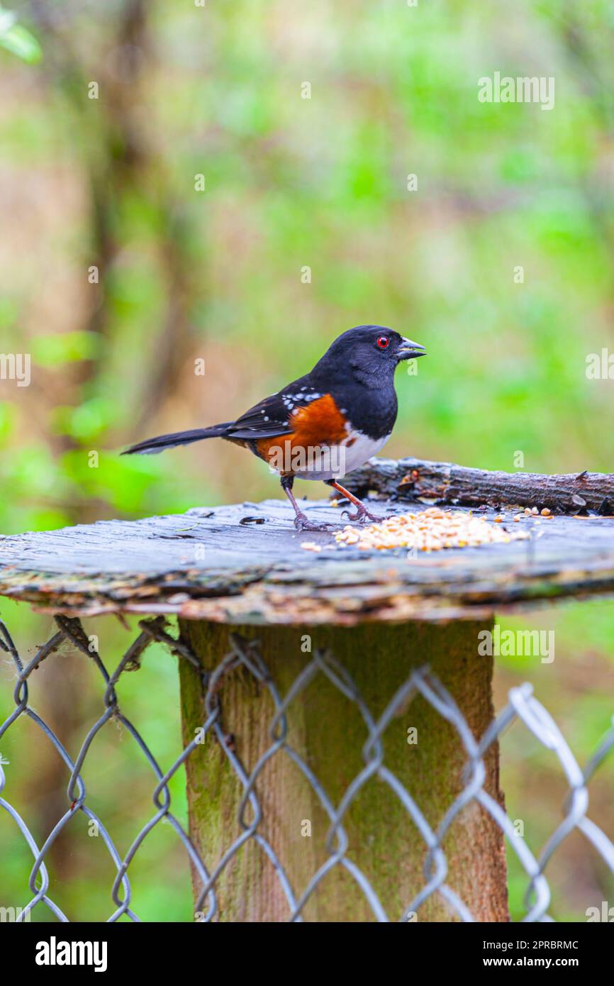 Spotted Towee feeding on grain at a bird sancuary near Vancouver Canada ...
