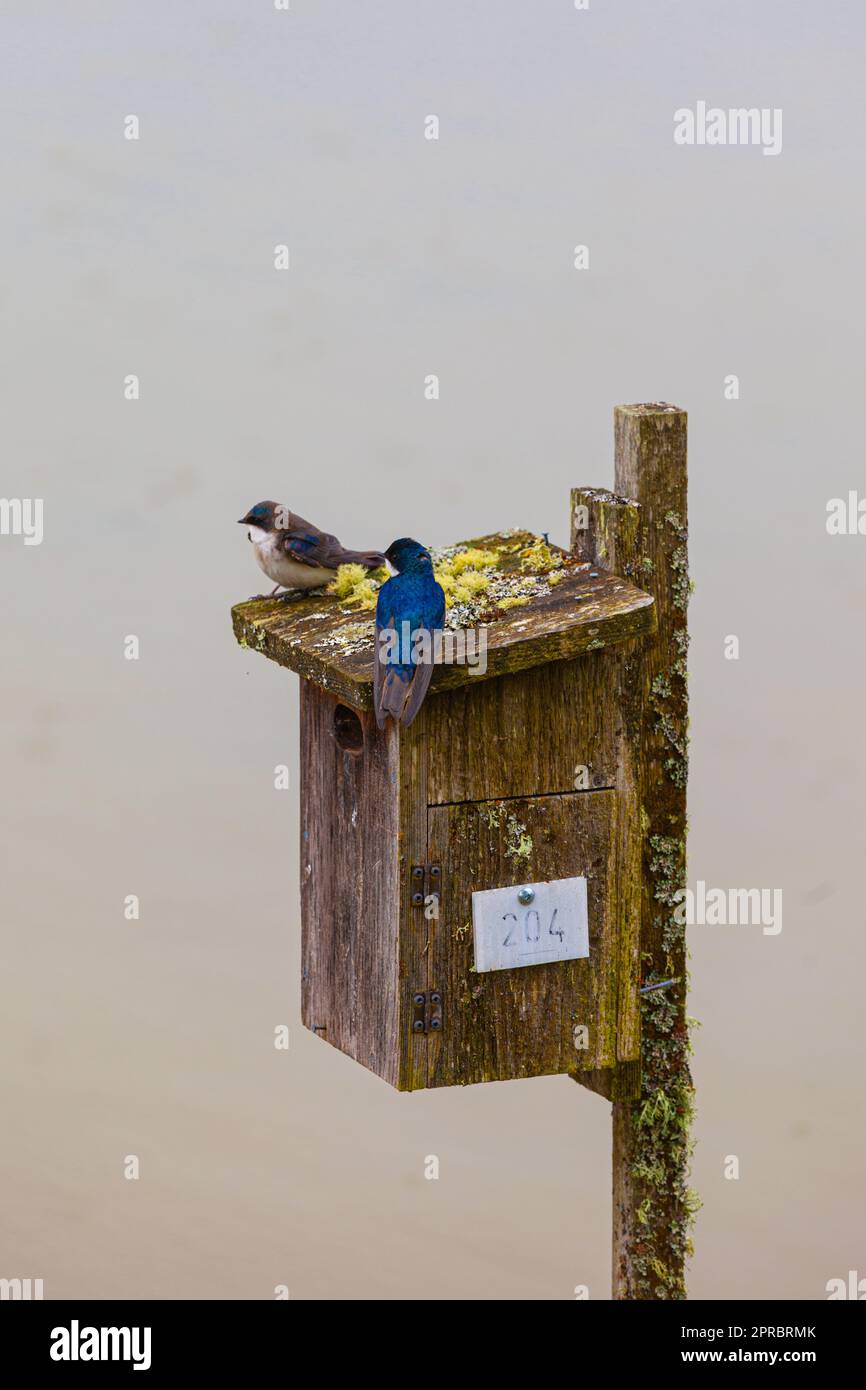 Pair of Tree Swallows choosing their nesting box for the season at a ...