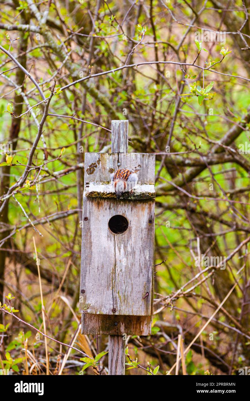 House Sparrow looking for its mate in their nesting box at a bird ...