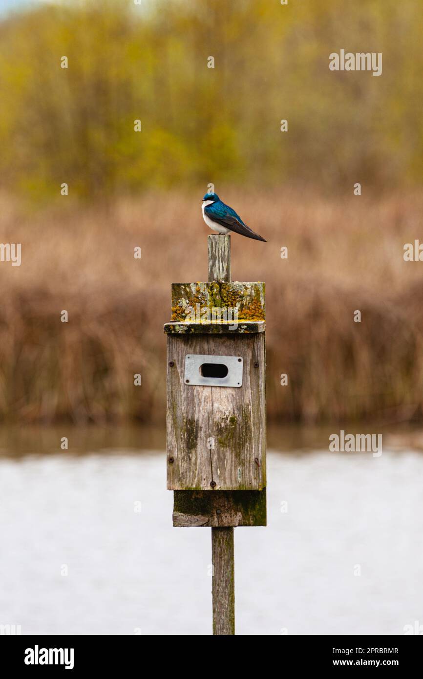 Male tree Swallow sitting above the chosen nesting box at a bird ...