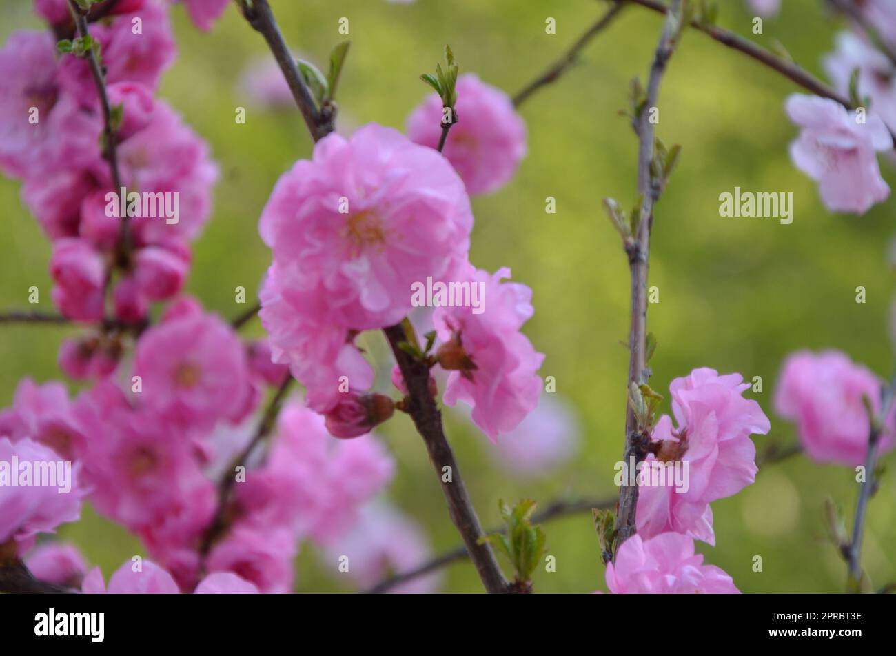Elm blossoms hi-res stock photography and images - Alamy