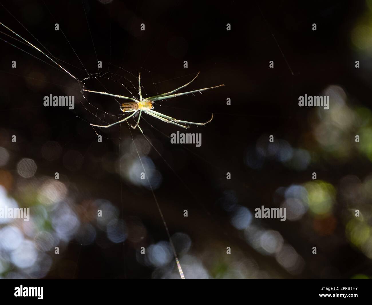 Backlit orchard orb weaver spider sitting near the center of its web ...