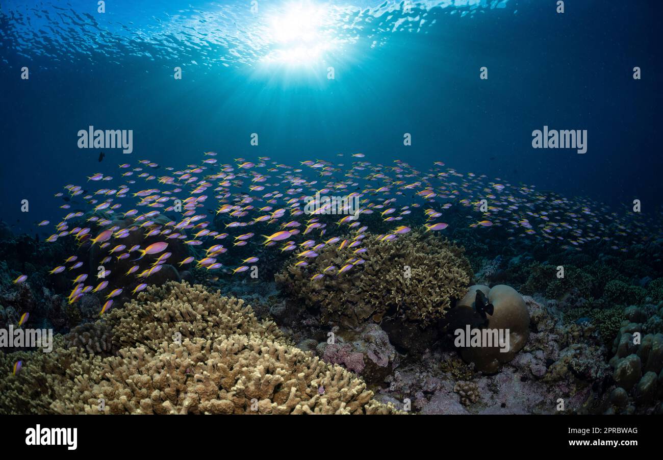 File - IMAGE DISTRIBUTED FOR OCEAN CENSUS - Sunlight reflects through ...