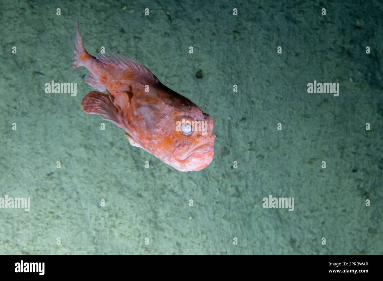 File - IMAGE DISTRIBUTED FOR OCEAN CENSUS - A Coffin fish filmed off ...