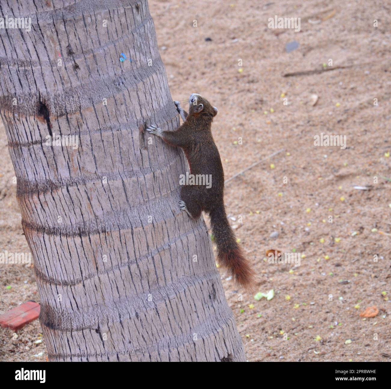 A cute Pallas's squirrel (Callosciurus erythraeus), also known as the ...