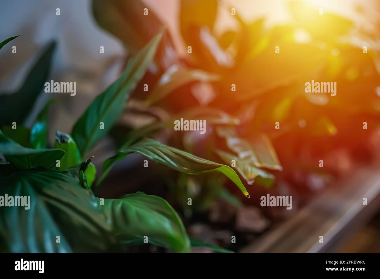 Houseplants in house. biophylic design, home gardening Different ...