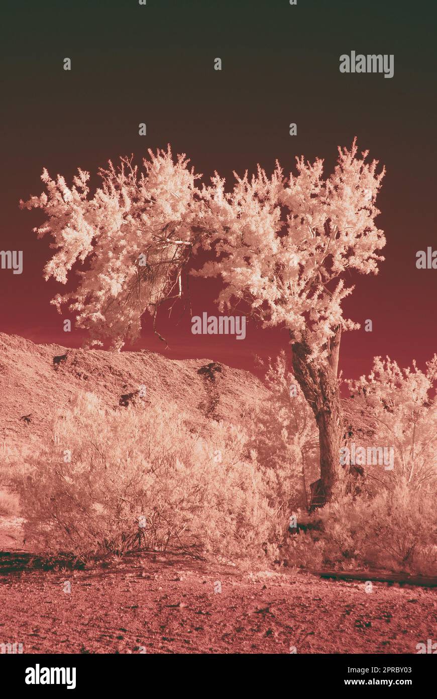 Color Infrared tree at a residential lakeside Stock Photo - Alamy