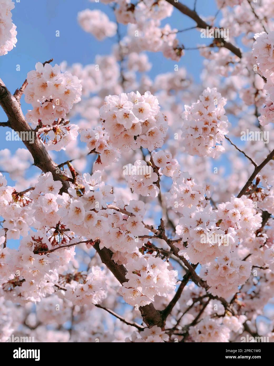 Natural frame cherry blossoms hi-res stock photography and images - Alamy