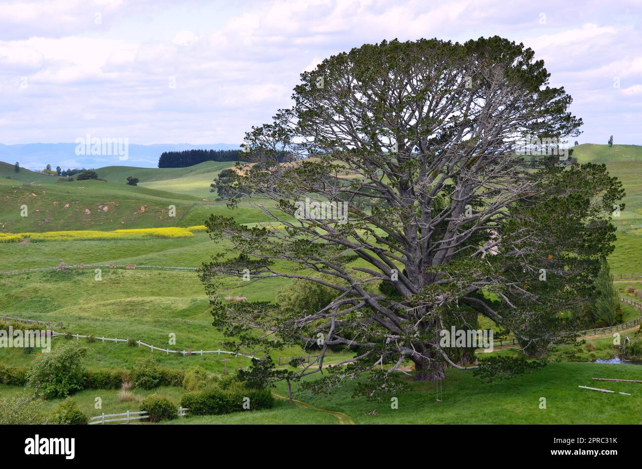 Hobbiton Movie Set and Hobbiton Homes in New Zealand Stock Photo - Alamy