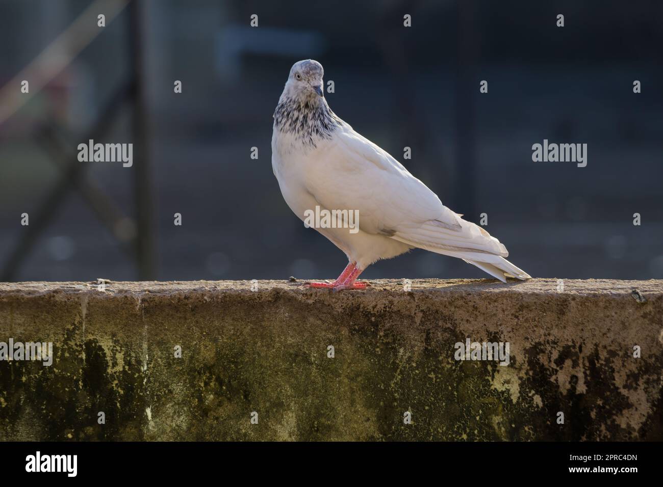White and black spotted rock pigeon or rock dove sitting on wall of a ...