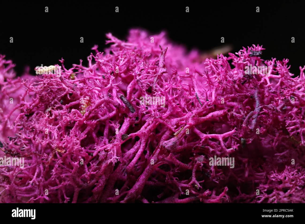 Bearing vibrant colors hi-res stock photography and images - Alamy