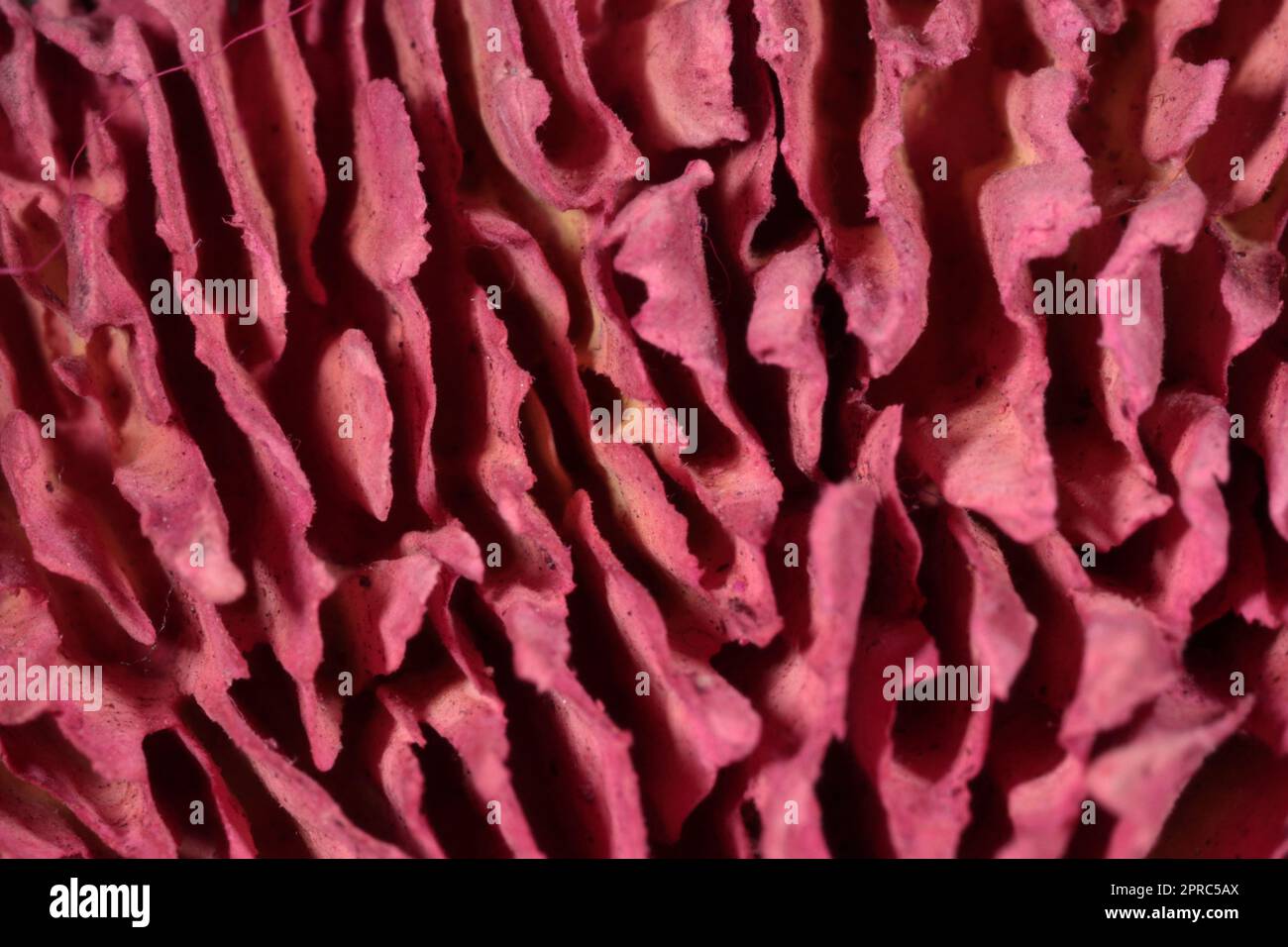 Vibrant red porous organic structures similar to coral , fungal growth ...