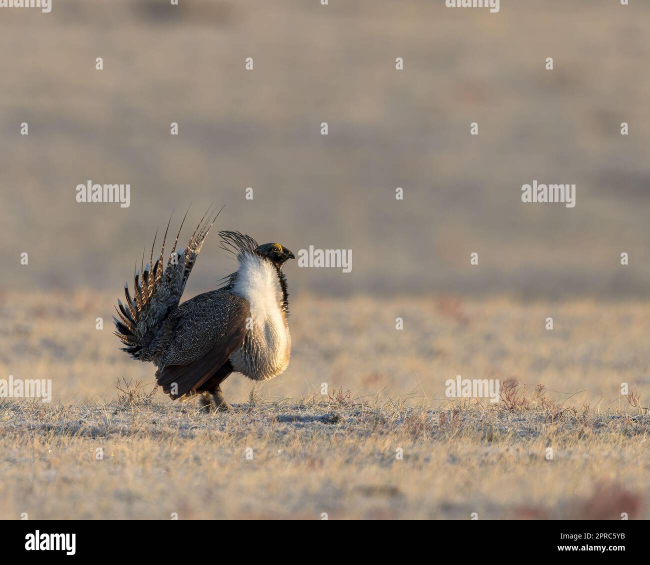 Greater sage grouse on lek hi-res stock photography and images - Alamy