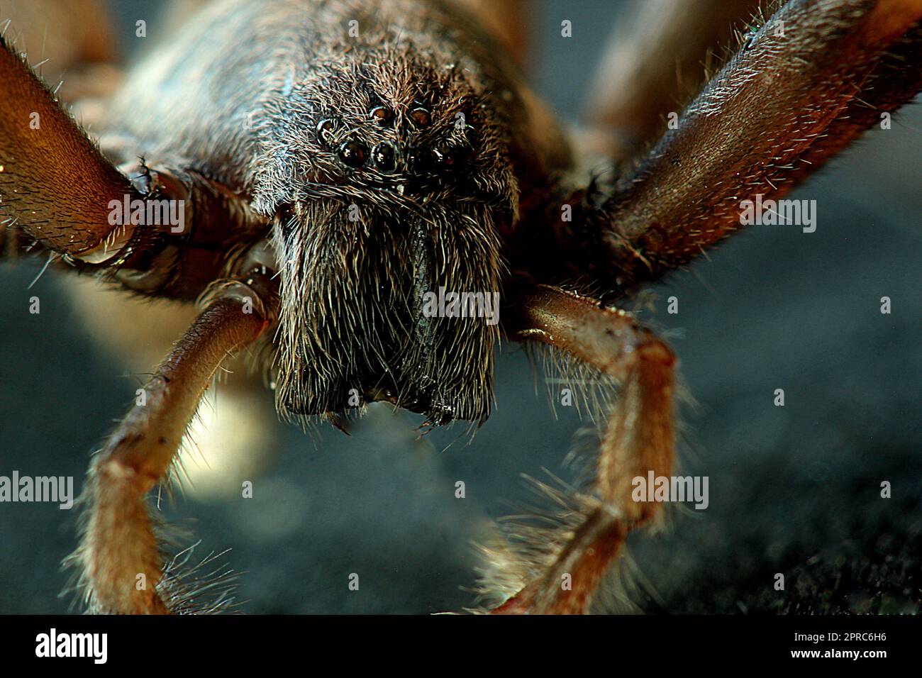 Pedipalps spider hi-res stock photography and images - Alamy