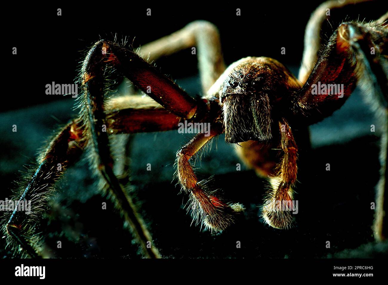 Ugly spider hi-res stock photography and images - Alamy