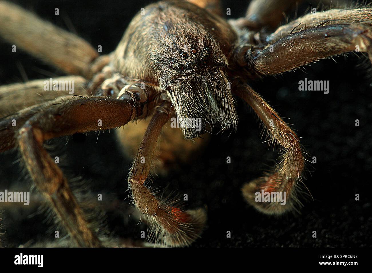 Spider male hi-res stock photography and images - Alamy