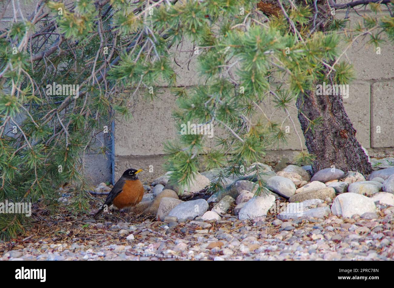 Robin Under Pinon Tree in New Mexico Stock Photo - Alamy