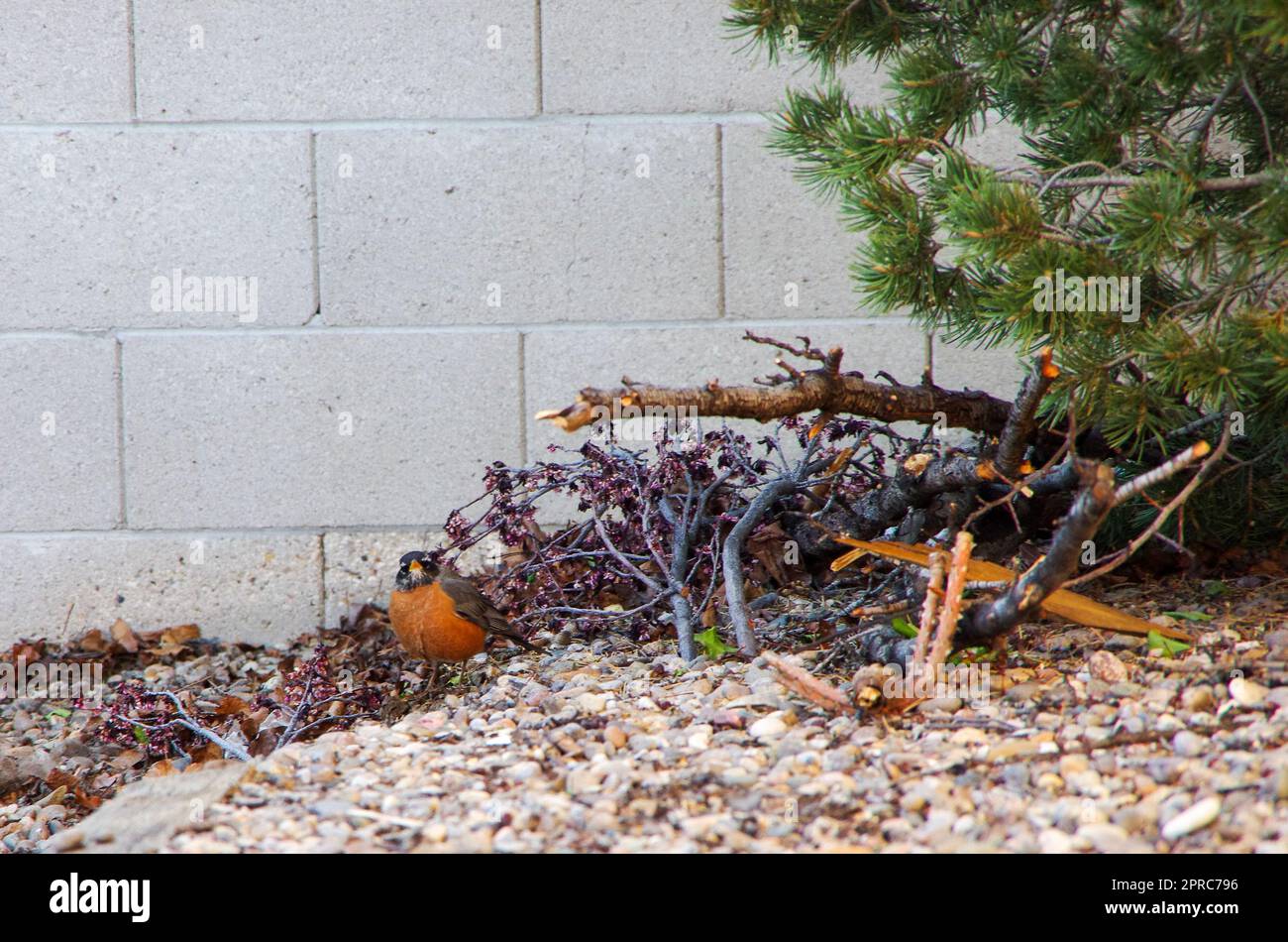Pinon pine new mexico hi-res stock photography and images - Alamy