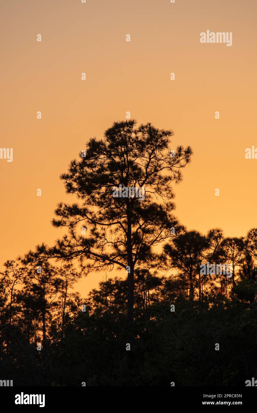 Pine forest everglades national park hi-res stock photography and ...