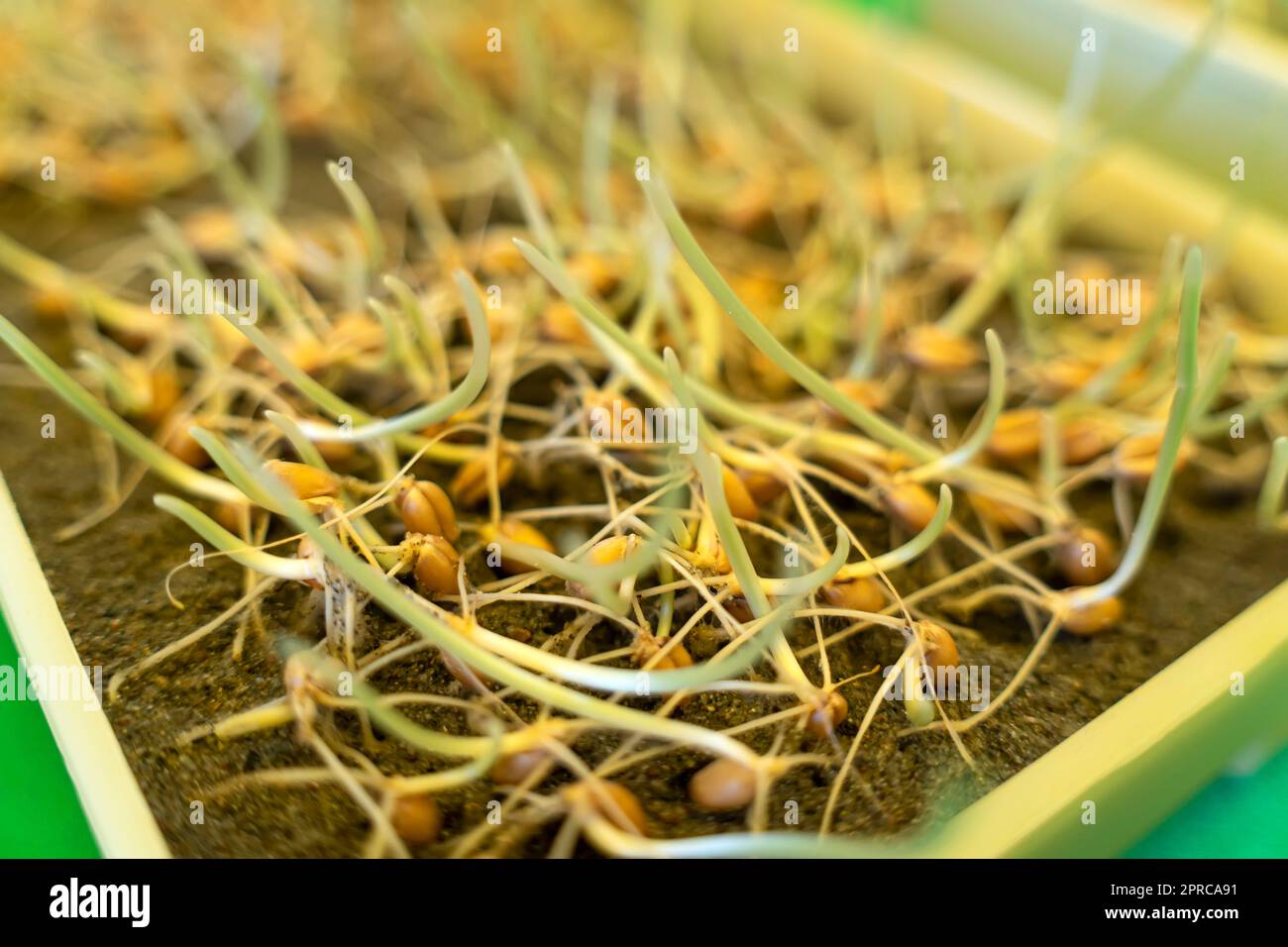 Growing microgreens in container at home. Gardener planting young ...