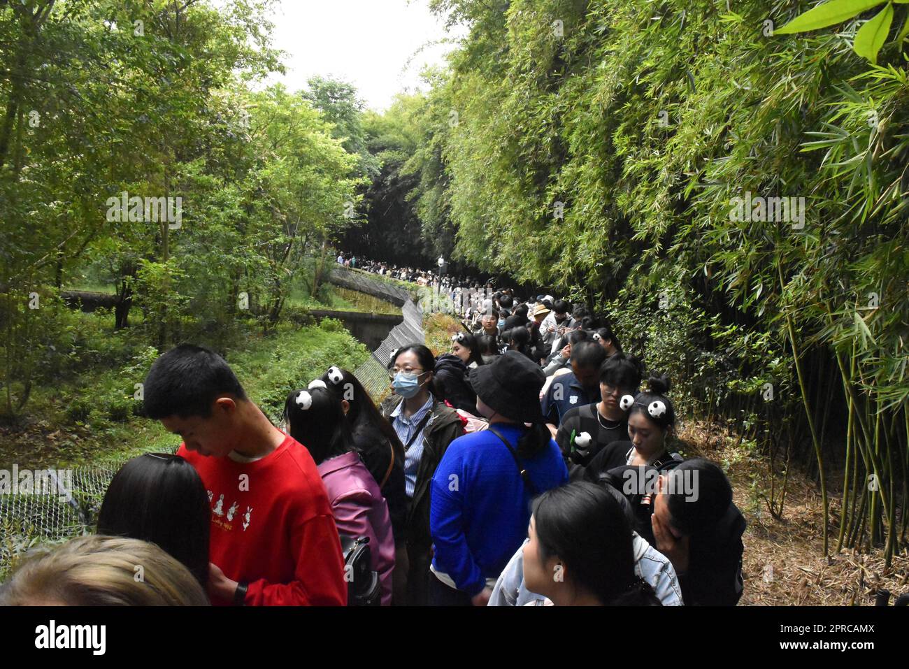 People line up to watch giant panda He Hua at Chengdu Research Base of ...