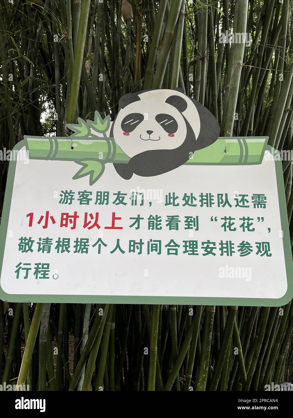 People line up to watch giant panda He Hua at Chengdu Research Base of ...