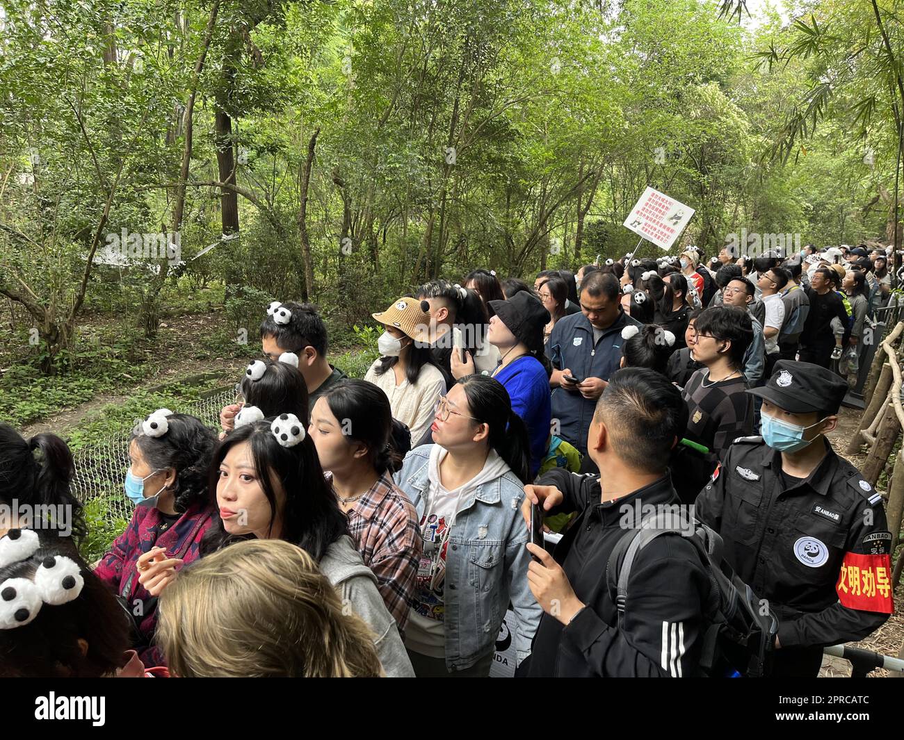 People line up to watch giant panda He Hua at Chengdu Research Base of ...