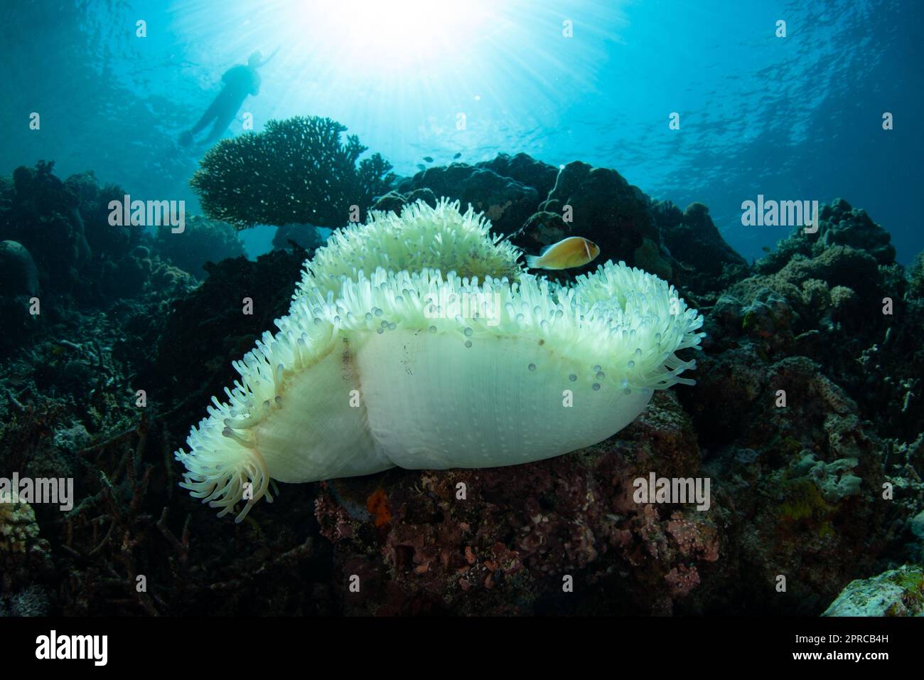 A bleached magnificent anemone grows on a coral reef in Raja Ampat ...