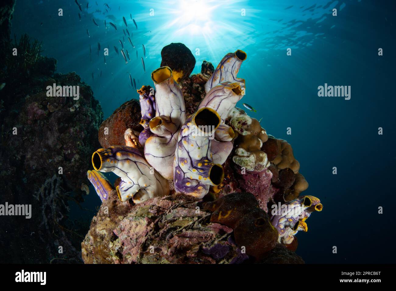 Colorful Polycarpa tunicates grow on a coral reef drop off in Raja ...