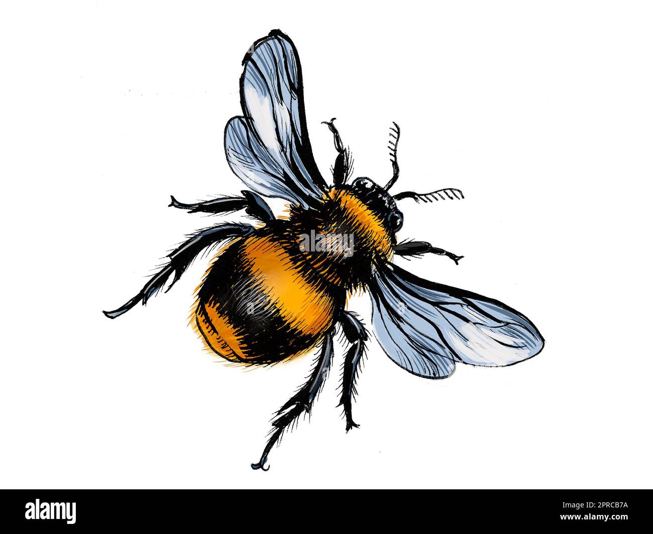 Big bumblebee. Hand drawn with ink on paper and digitally colored ...