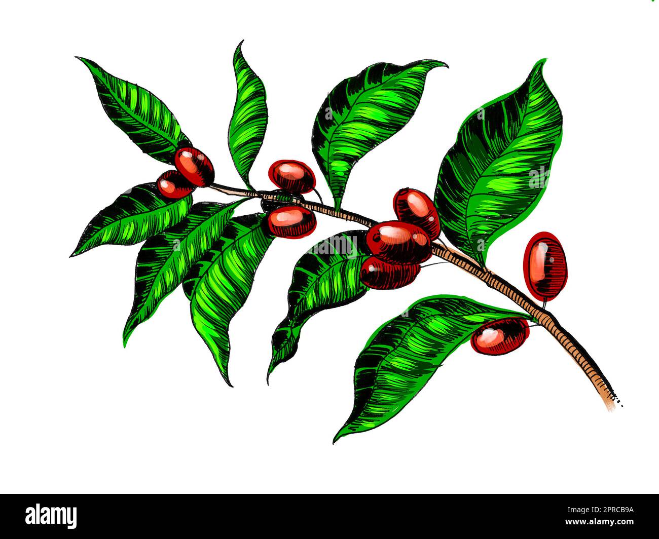 Coffee Bean Tree Illustration
