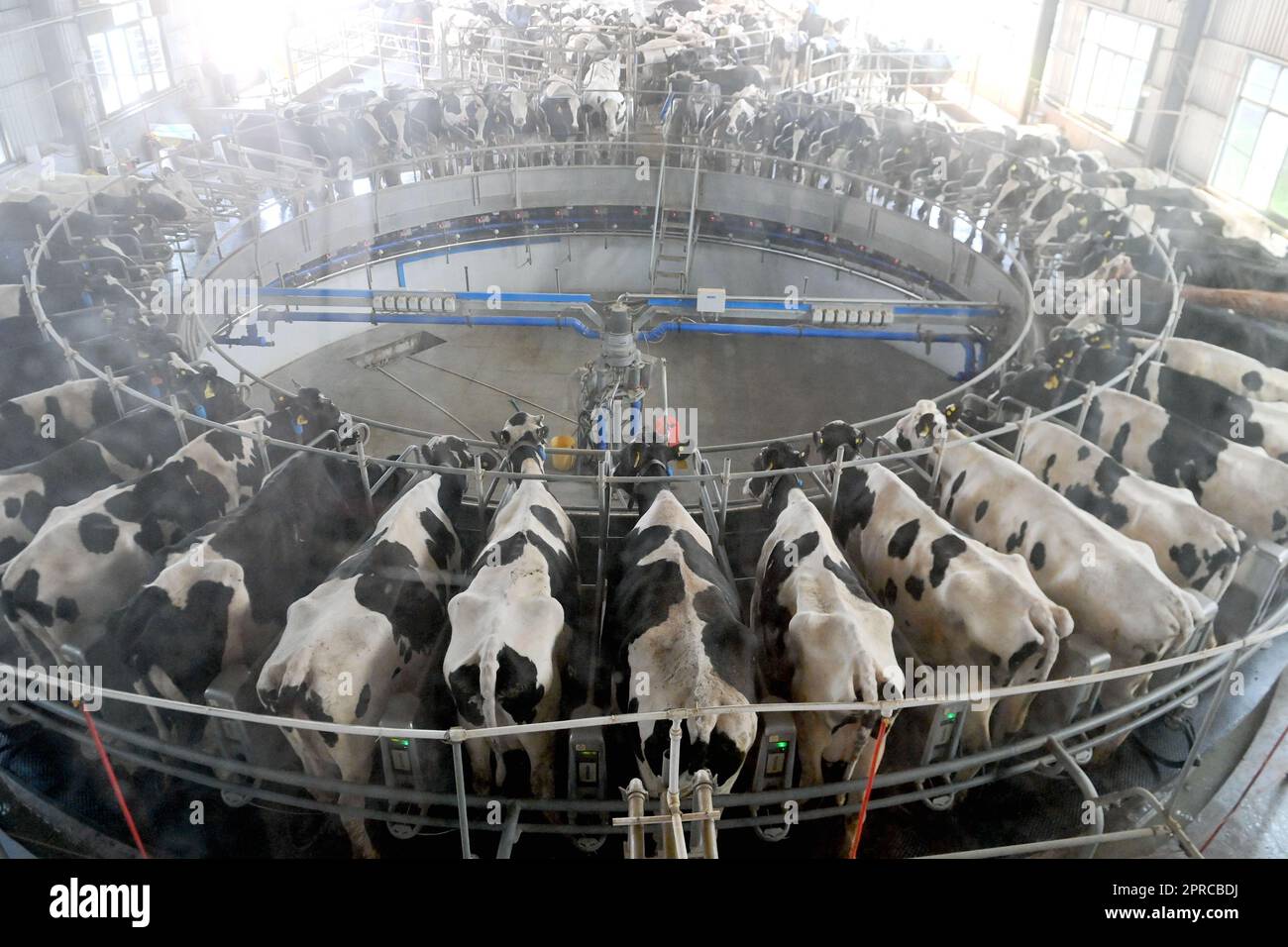 LINYI, CHINA - APRIL 26, 2023 - Hundreds of cows are milked ...